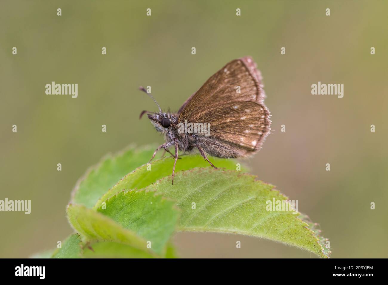 Erynnis tages, known as Dingy skipper Stock Photo - Alamy