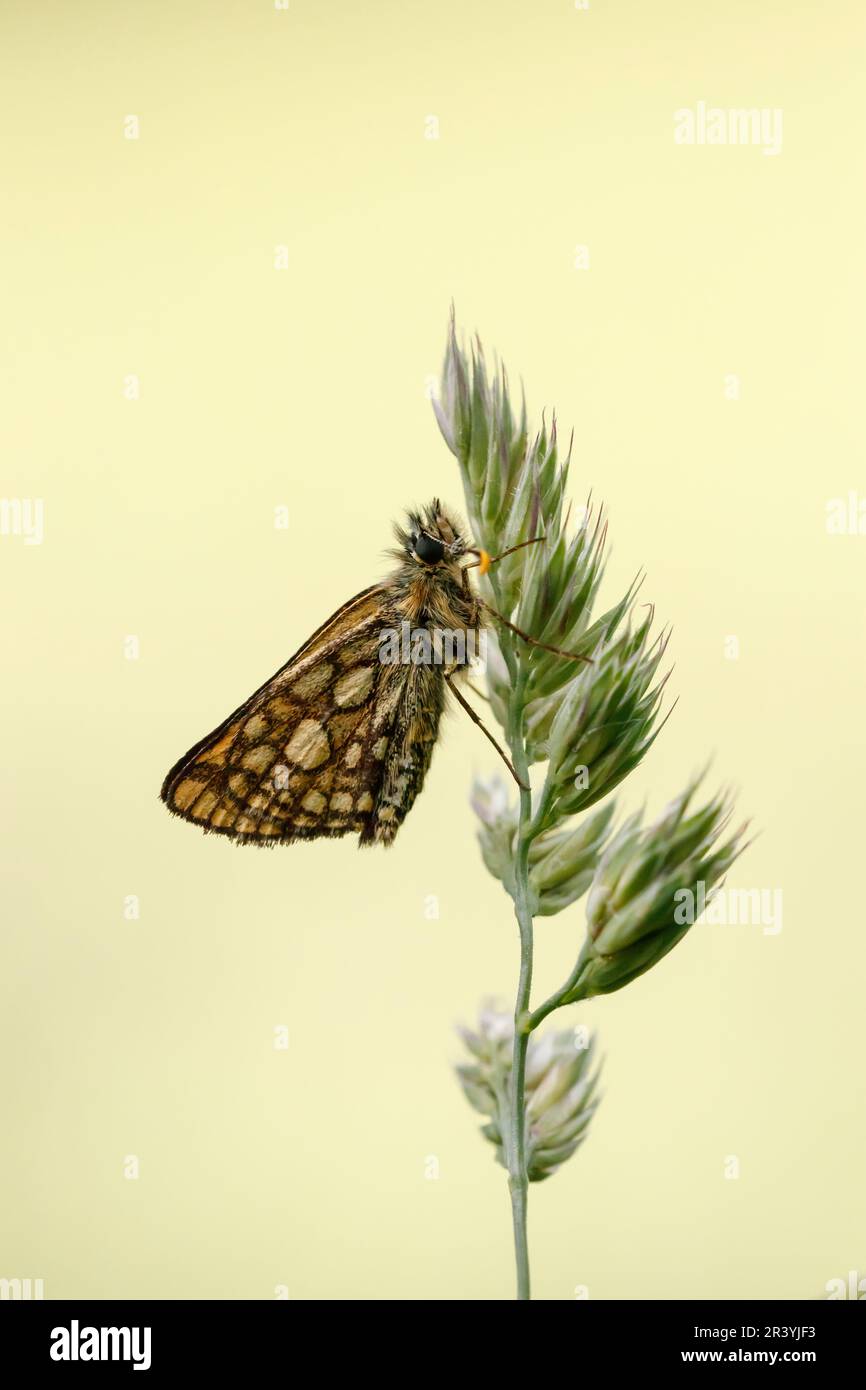 Carterocephalus palaemon, known as Chequered skipper butterfly Stock ...