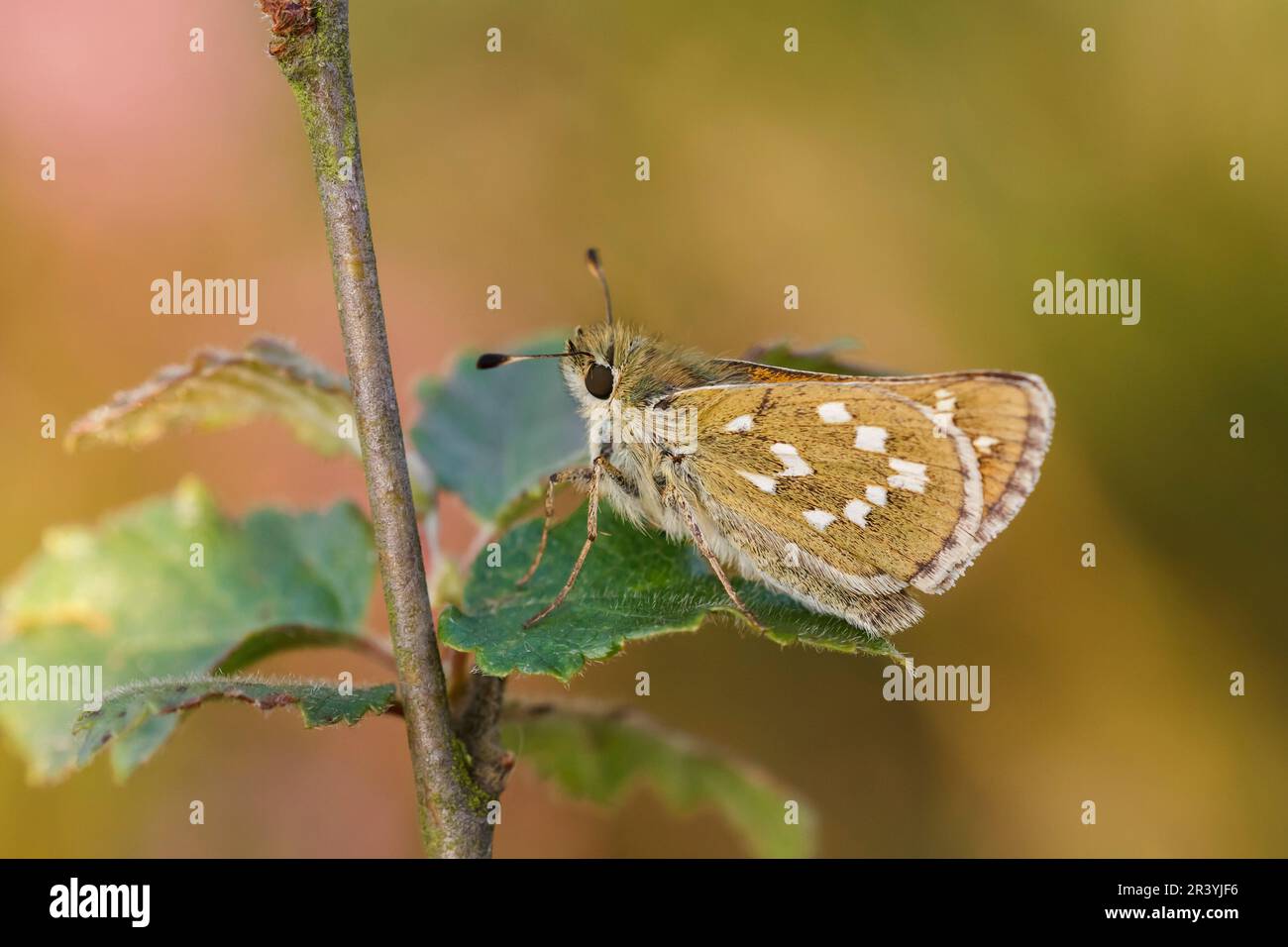 Hesperia comma, known as Silver-spotted skipper, Common branded skipper ...