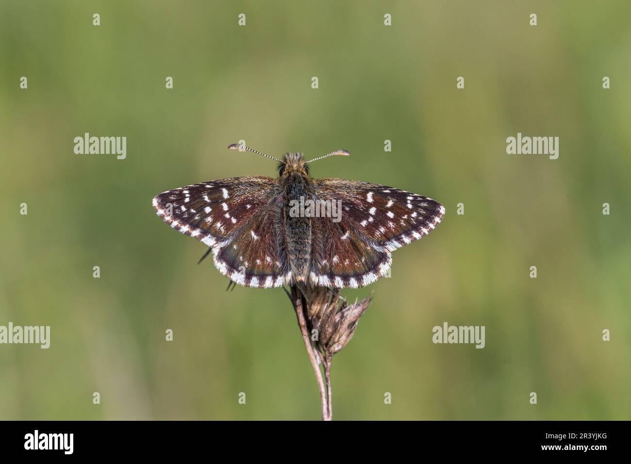 Pyrgus malvae, known as Grizzled skipper, (another form Stock Photo - Alamy