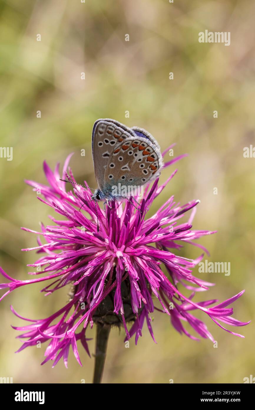 Polyommatus icarus (male butterfly) known as Common blue butterfly ...