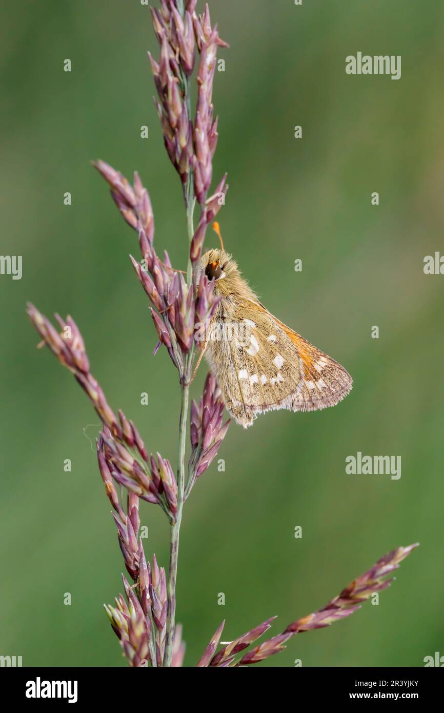 Hesperia comma, known as Silver-spotted skipper, Common branded skipper ...