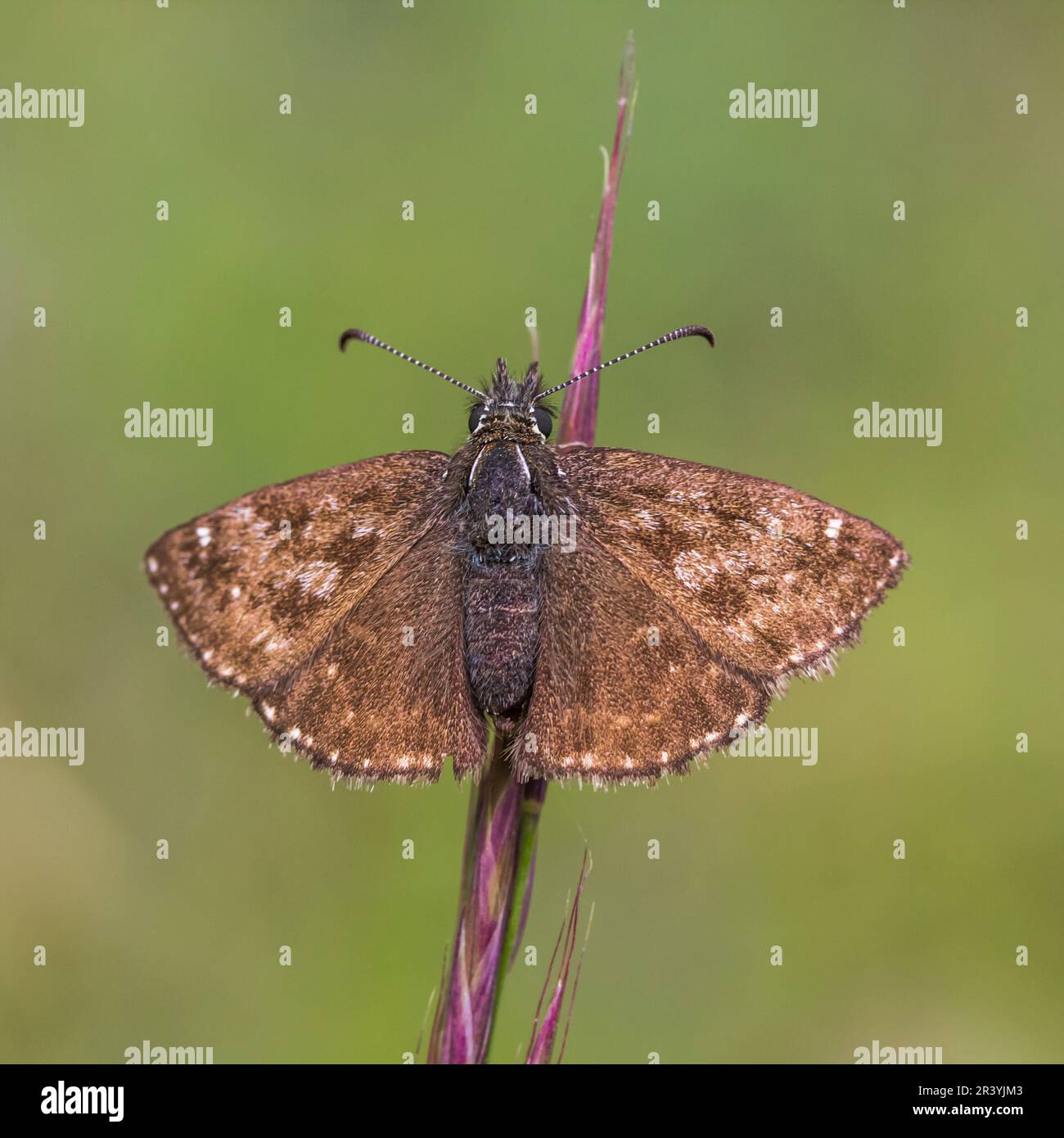 Erynnis tages, known as Dingy skipper Stock Photo - Alamy