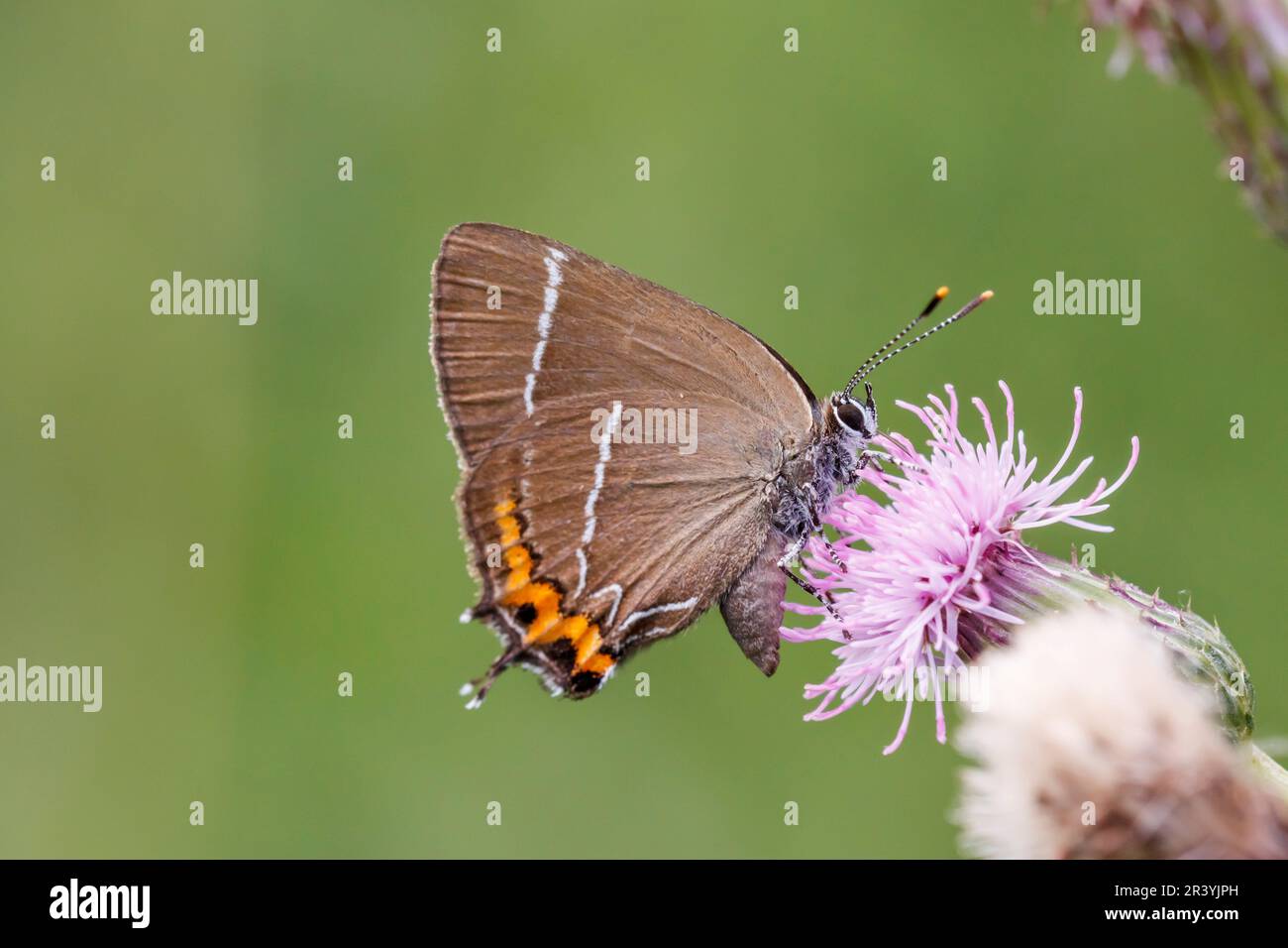 Satyrium w-album, commonly known as the White-letter hairstreak ...
