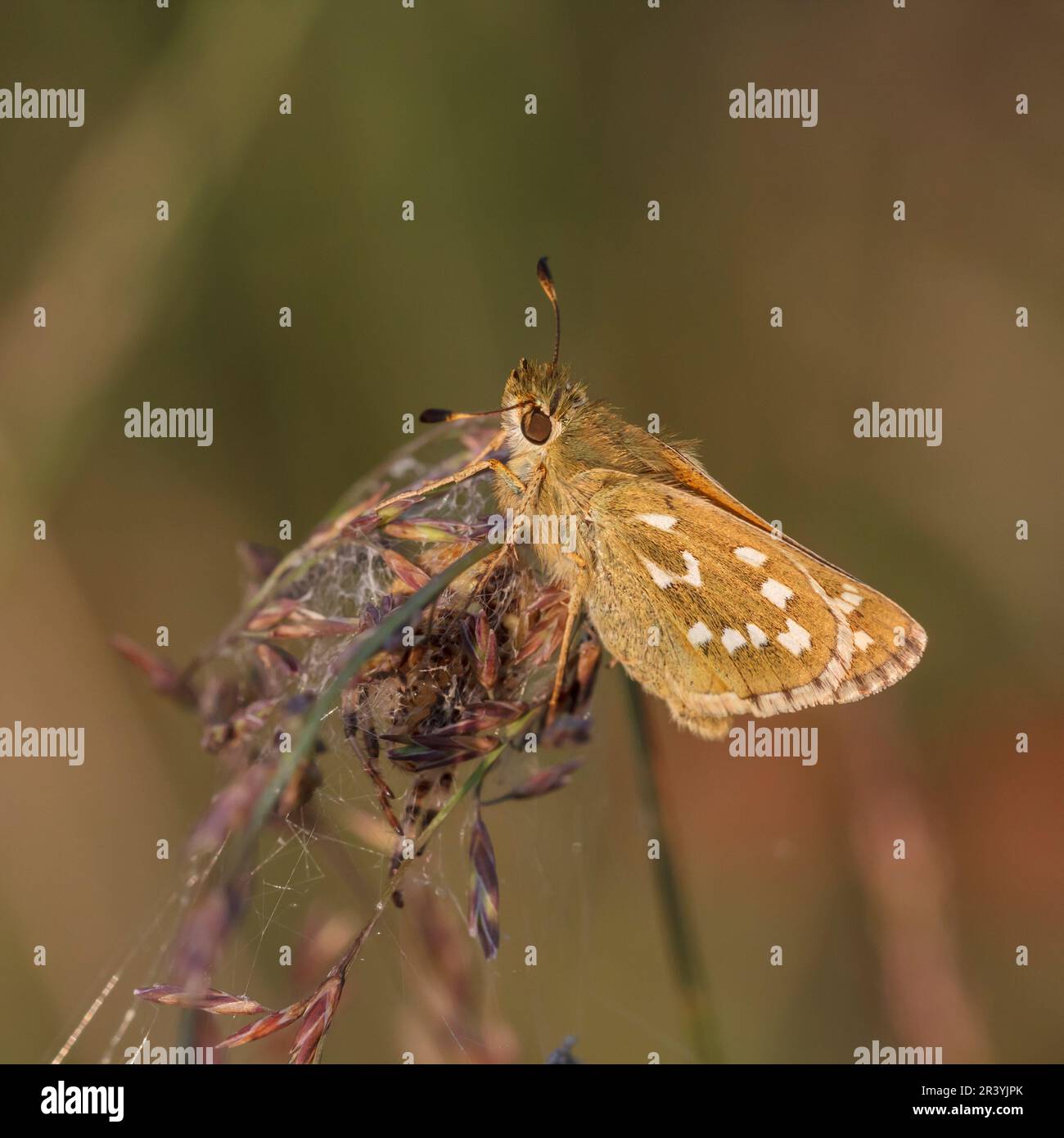 Hesperia comma, known as Silver-spotted skipper, Common branded skipper ...