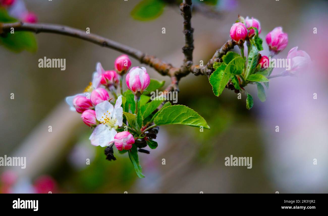 blooming Apple tree in orchard in spring against . Sunny day in nature ...