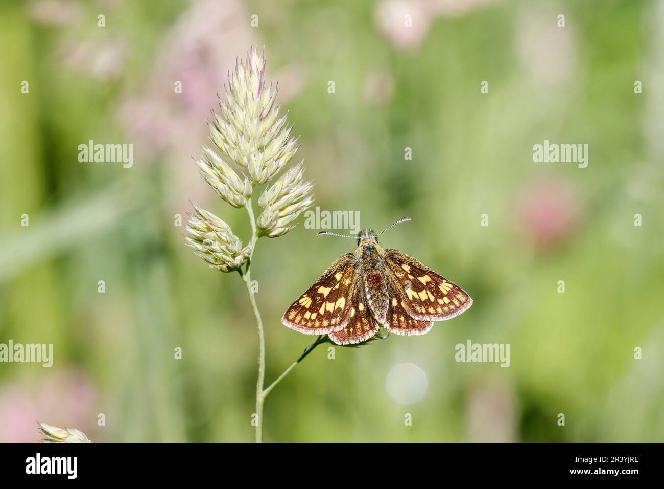 Carterocephalus palaemon, known as Chequered skipper butterfly Stock ...