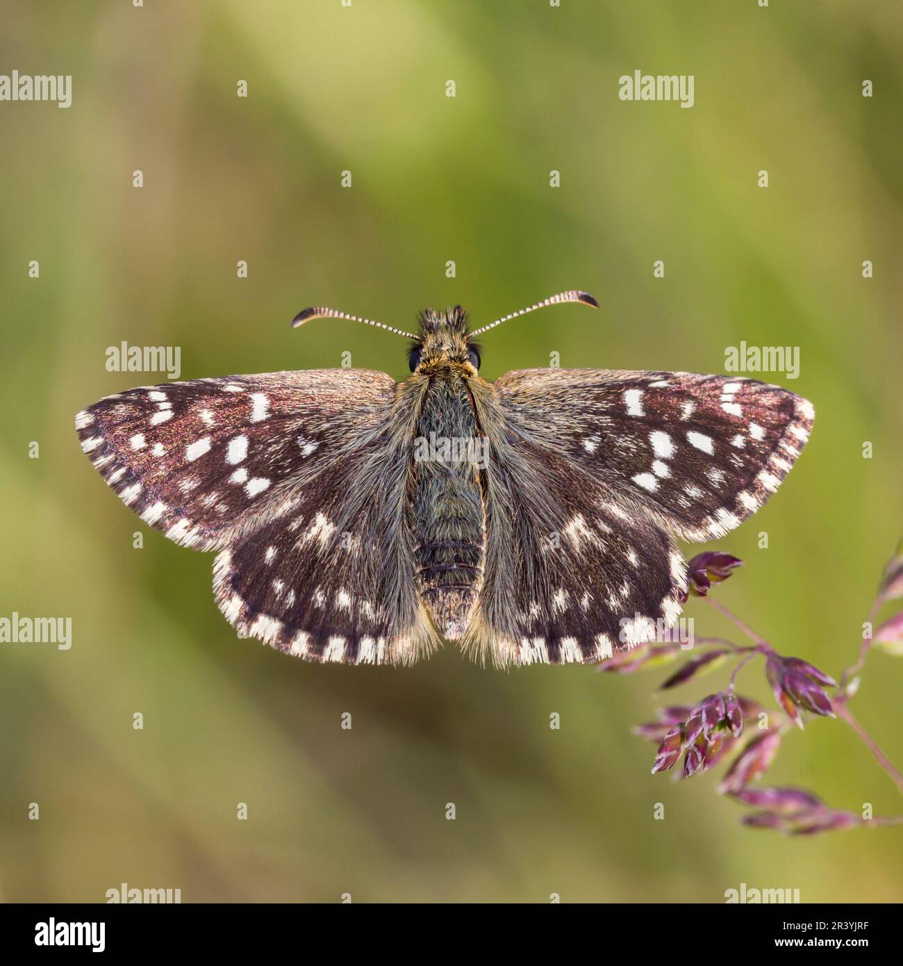 Pyrgus malvae, known as Grizzled skipper Stock Photo - Alamy
