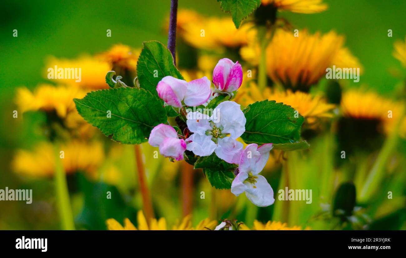 blooming Apple tree in orchard in spring against . Sunny day in nature ...