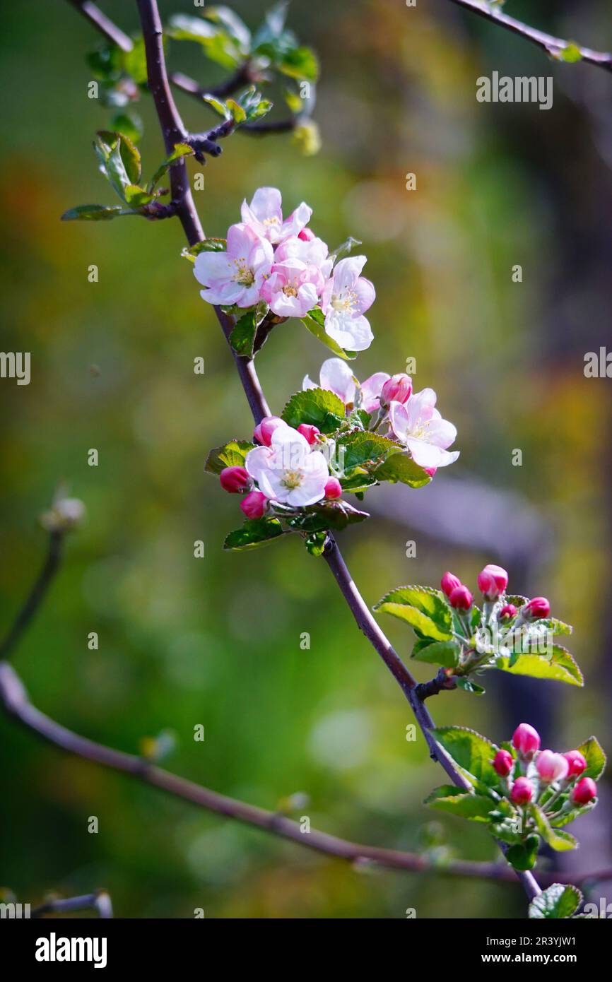 blooming Apple tree in orchard in spring against . Sunny day in nature ...
