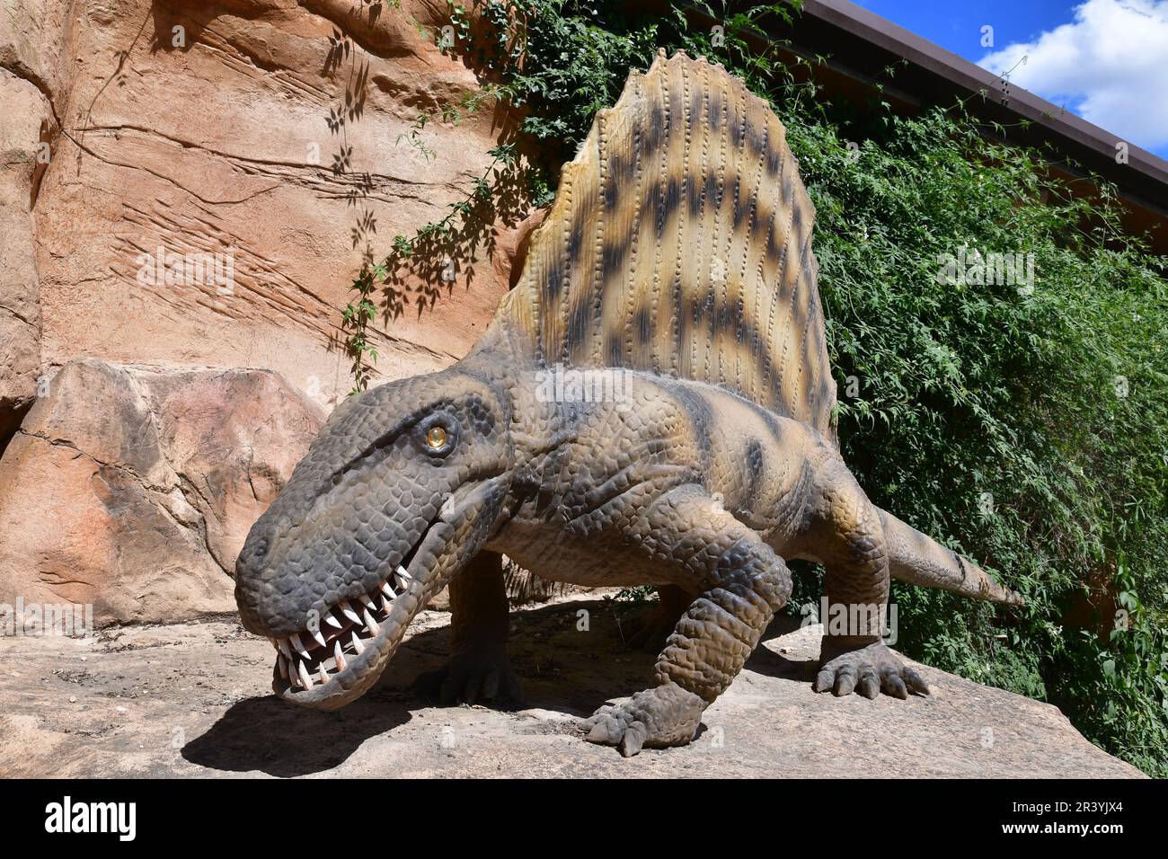 Dimetrodon in the dinosaurs exhibition at West Midlands Safari Park ...