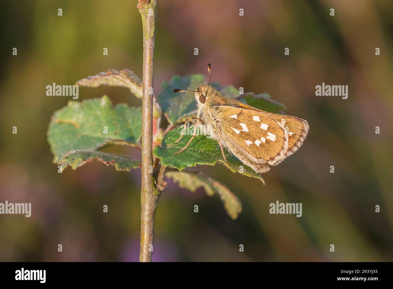 Hesperia comma, known as Silver-spotted skipper, Common branded skipper ...
