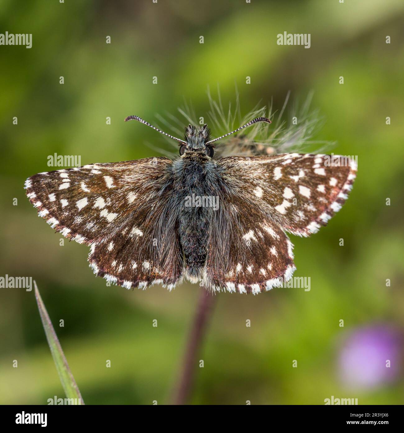 Pyrgus malvae, known as Grizzled skipper Stock Photo - Alamy