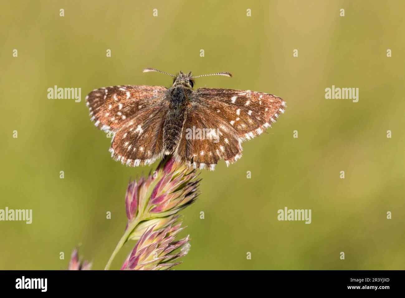 Pyrgus malvae, known as Grizzled skipper Stock Photo - Alamy