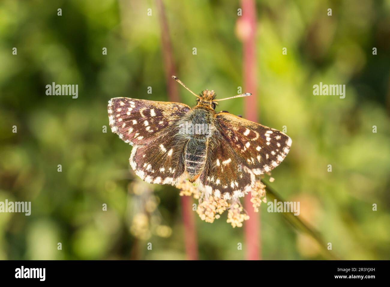 Red underwing skipper butterfly hi-res stock photography and images - Alamy