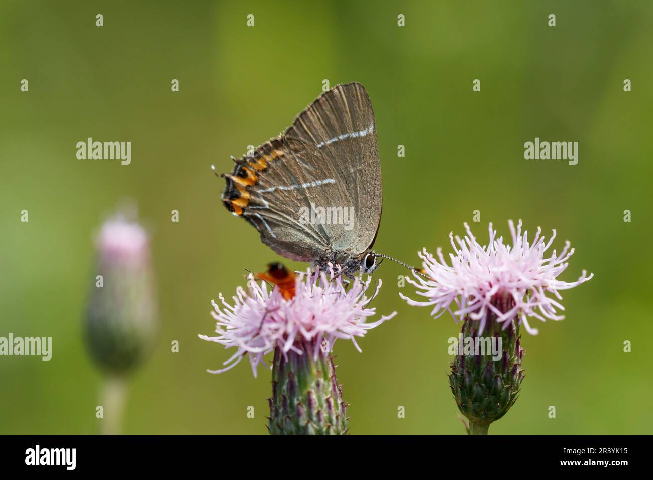 Satyrium w-album, commonly known as the White-letter hairstreak ...