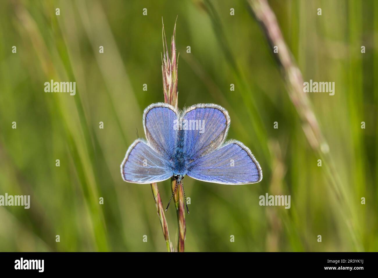 Polyommatus icarus (male butterfly) known as Common blue butterfly ...