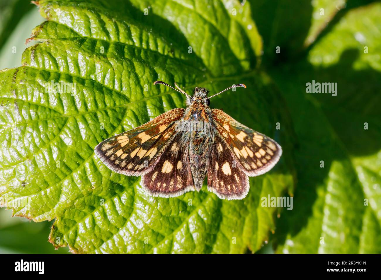Carterocephalus palaemon, known as Chequered skipper butterfly Stock Photo - Alamy