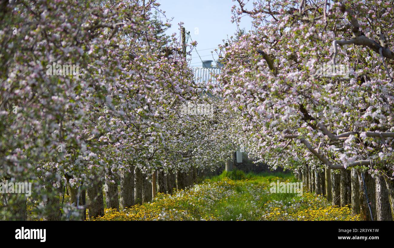 blooming Apple tree in orchard in spring against . Sunny day in nature ...