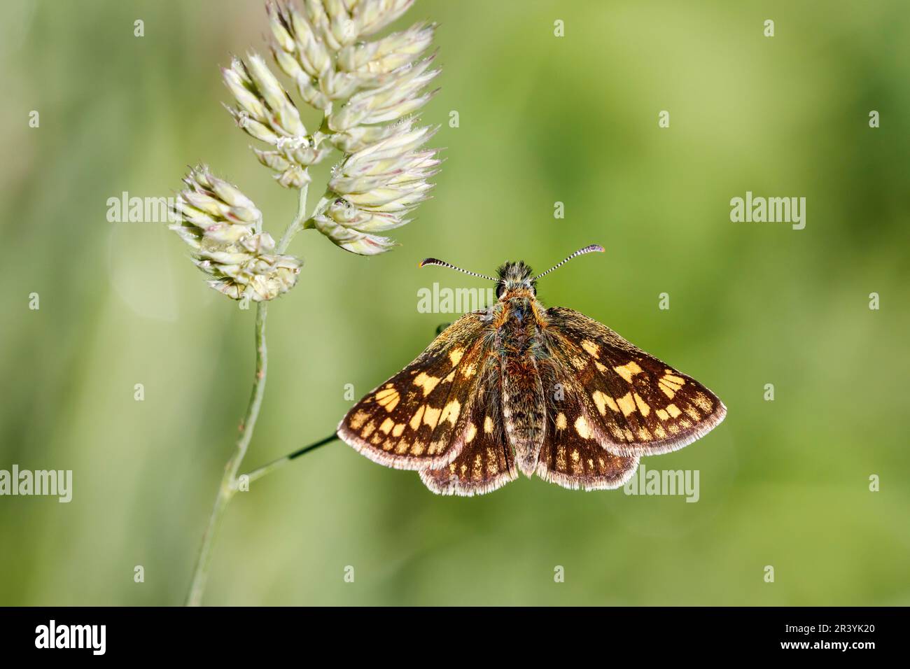 Carterocephalus palaemon, known as Chequered skipper butterfly Stock ...
