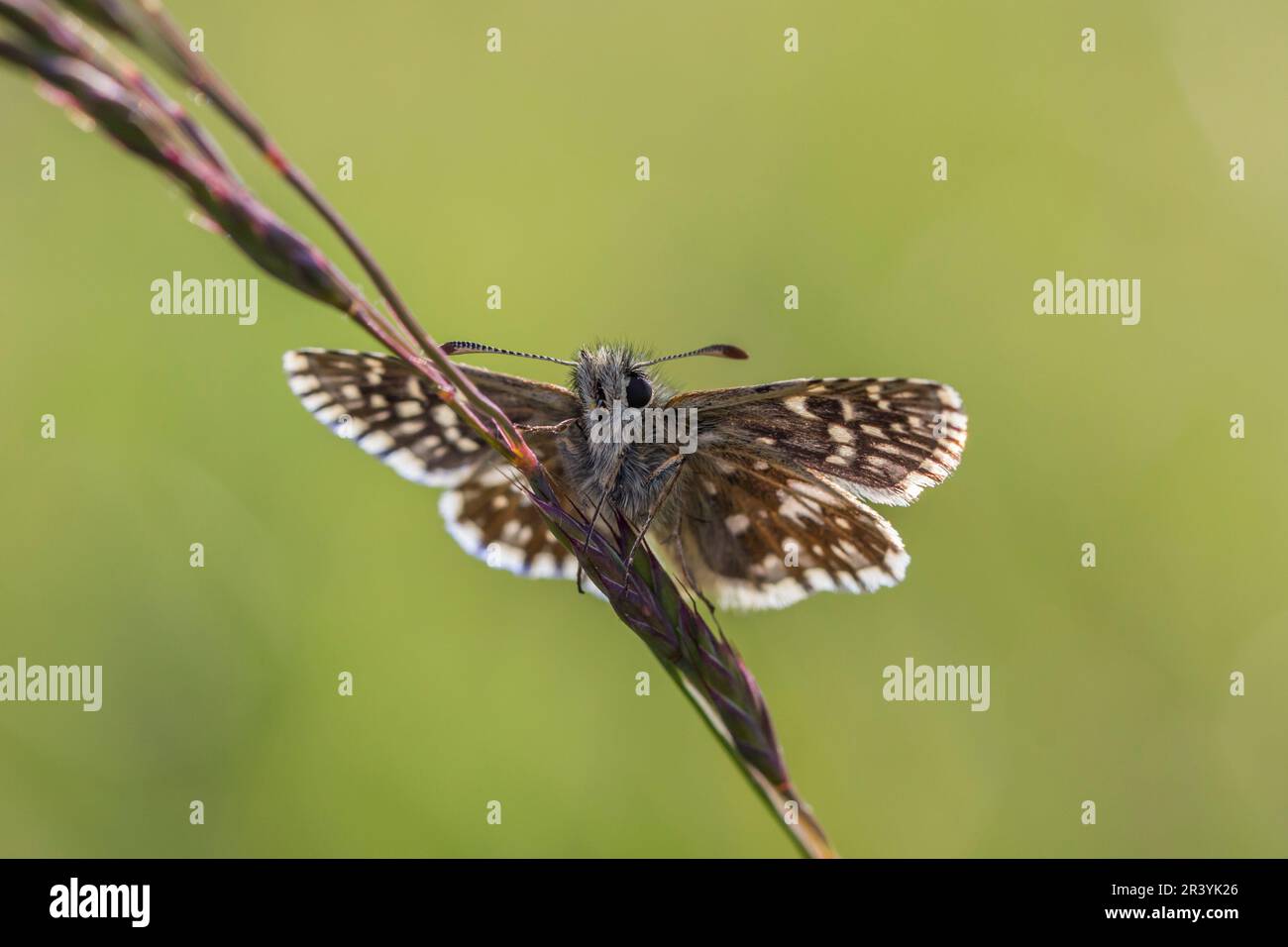 Pyrgus malvae, known as Grizzled skipper Stock Photo - Alamy