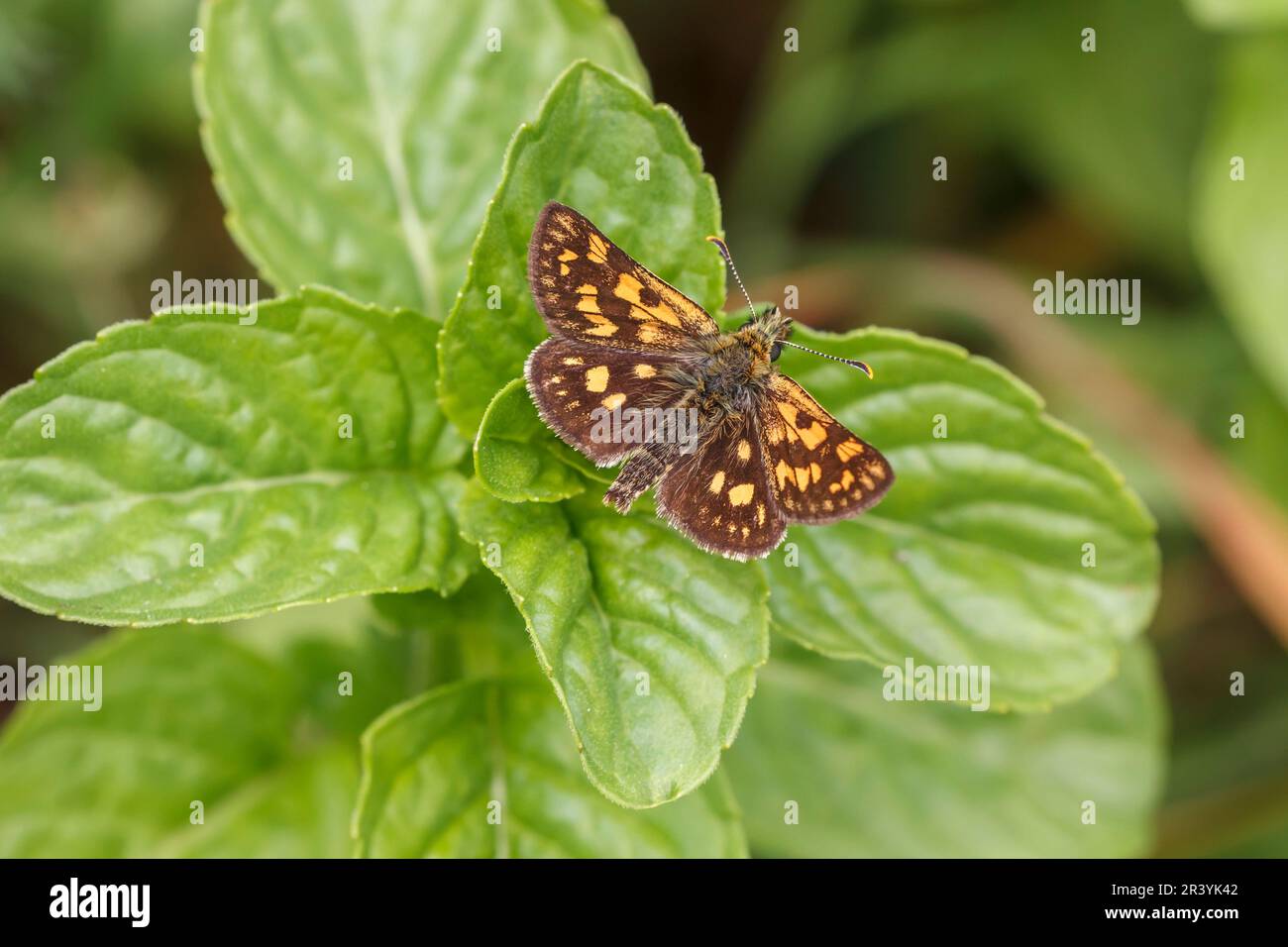 Carterocephalus palaemon, known as Chequered skipper butterfly Stock ...