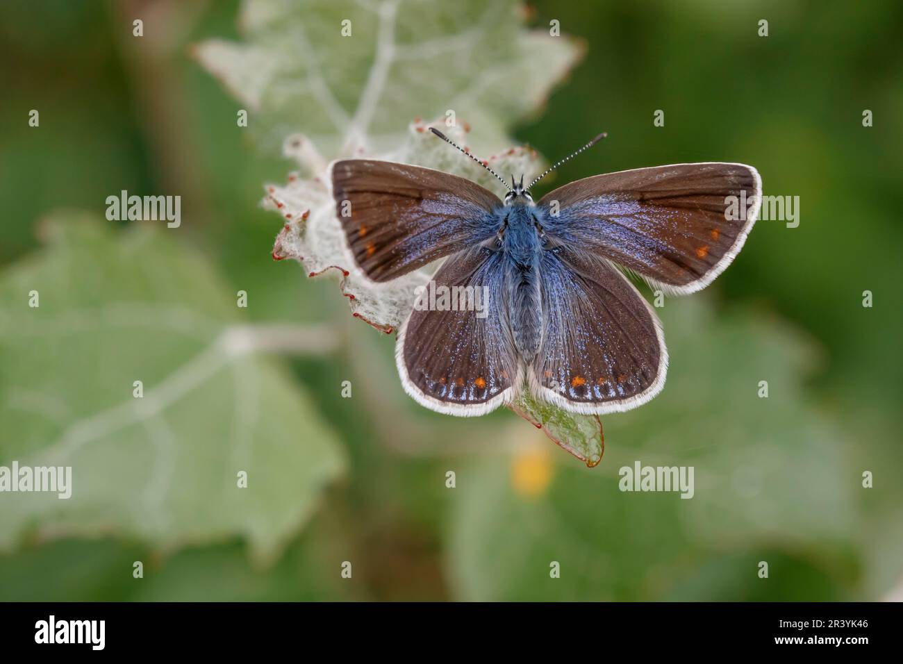 Polyommatus icarus (blue female butterfly), Common Blue butterfly ...