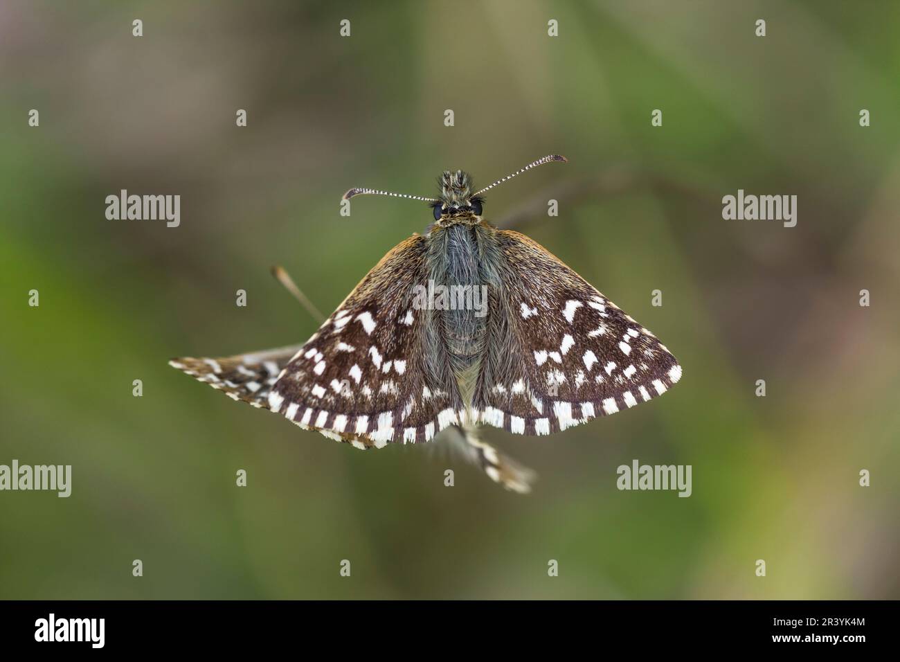 Pyrgus malvae, known as Grizzled skipper Stock Photo - Alamy
