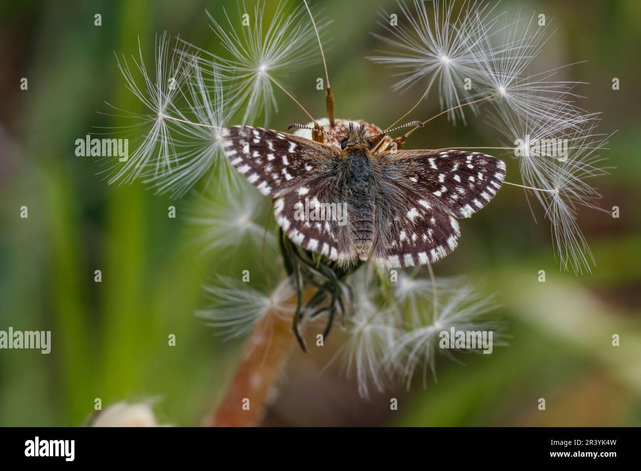 Pyrgus malvae, known as Grizzled skipper Stock Photo - Alamy