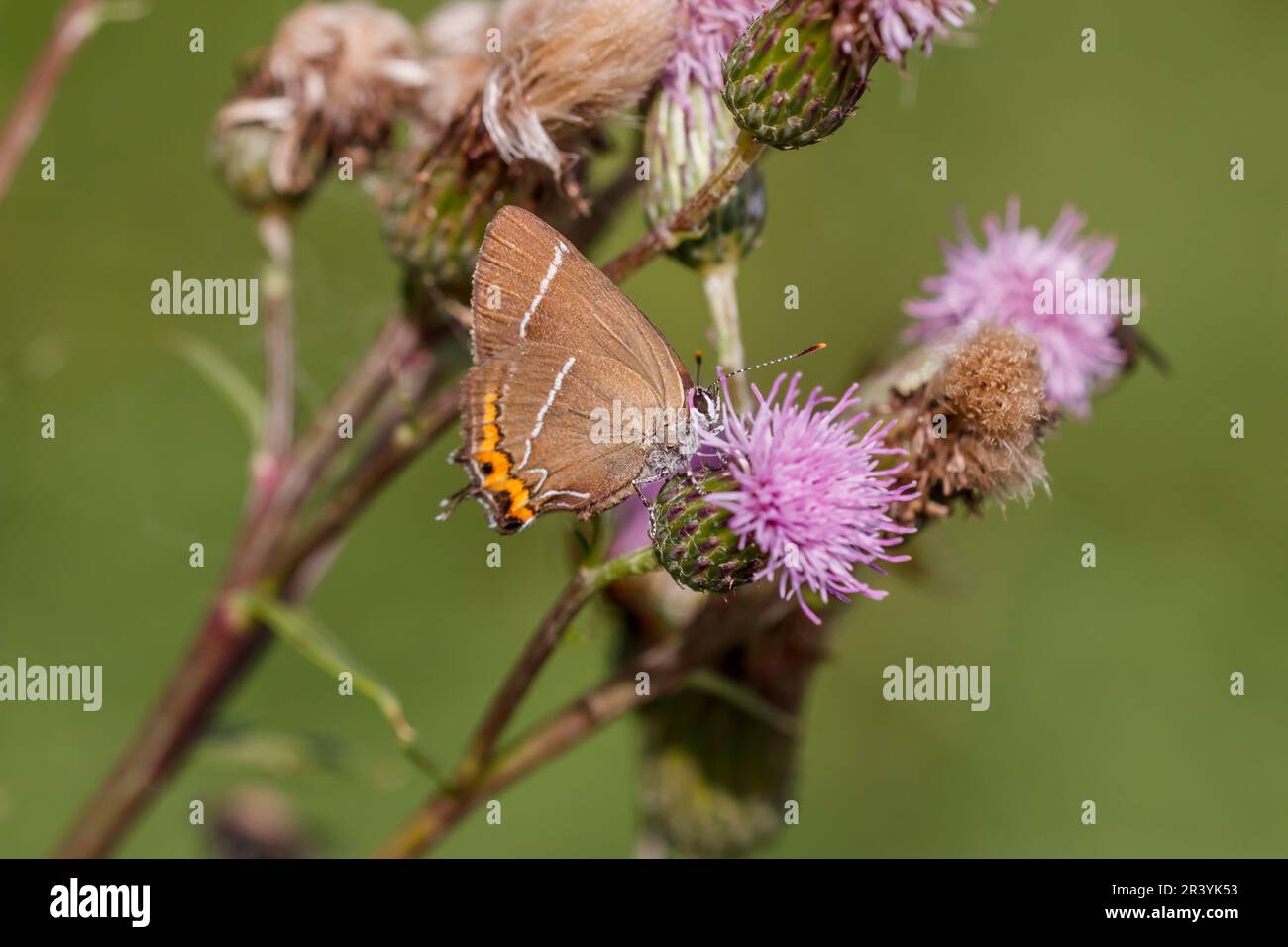 Satyrium w-album, commonly known as the White-letter hairstreak ...