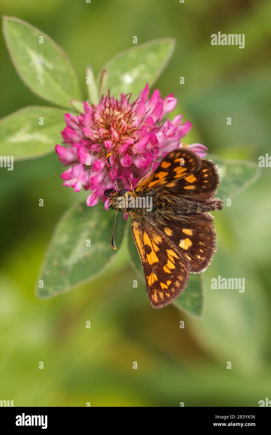 Carterocephalus palaemon, known as Chequered skipper butterfly Stock ...