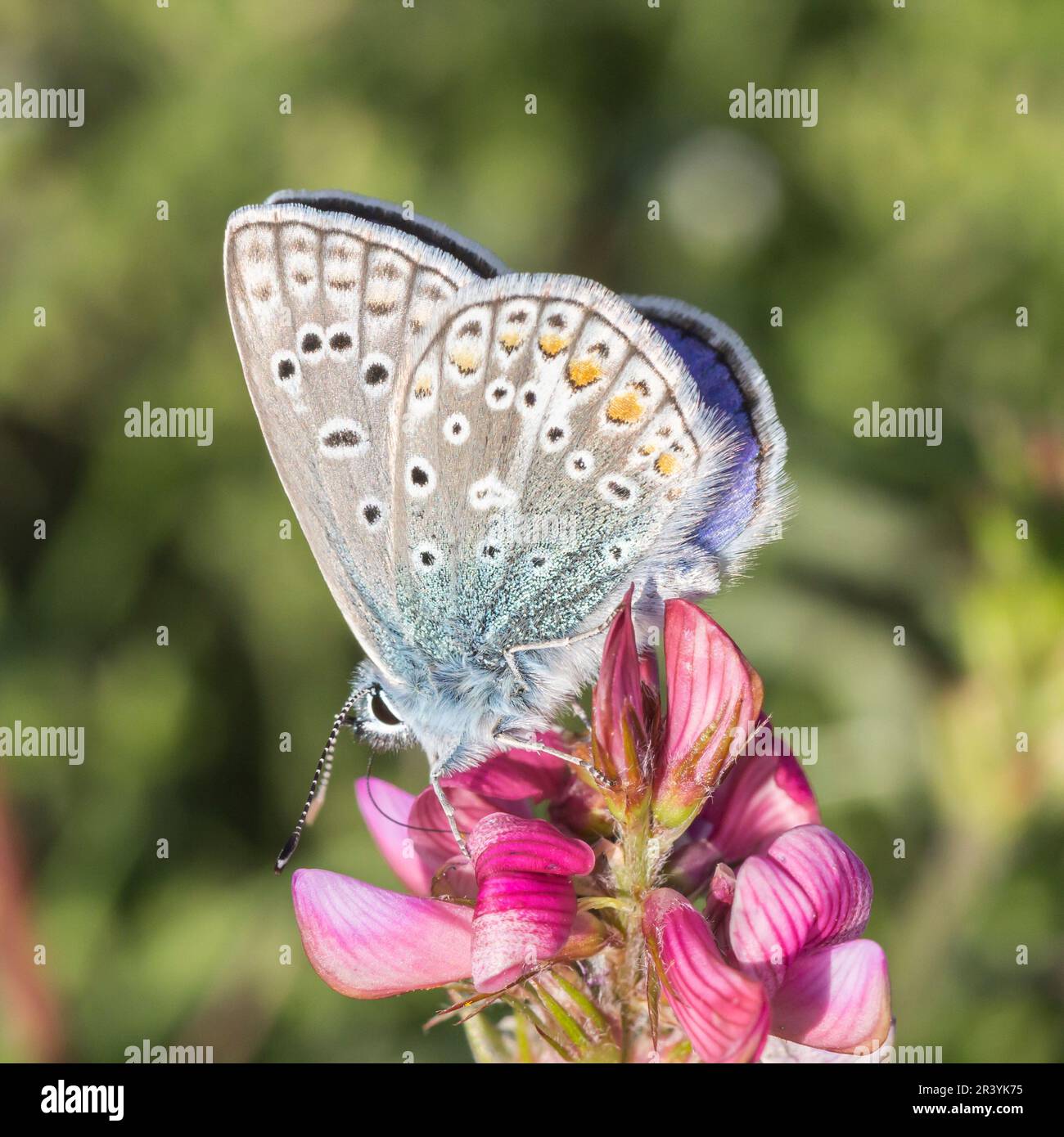 Polyommatus icarus (male butterfly) known as Common blue butterfly ...