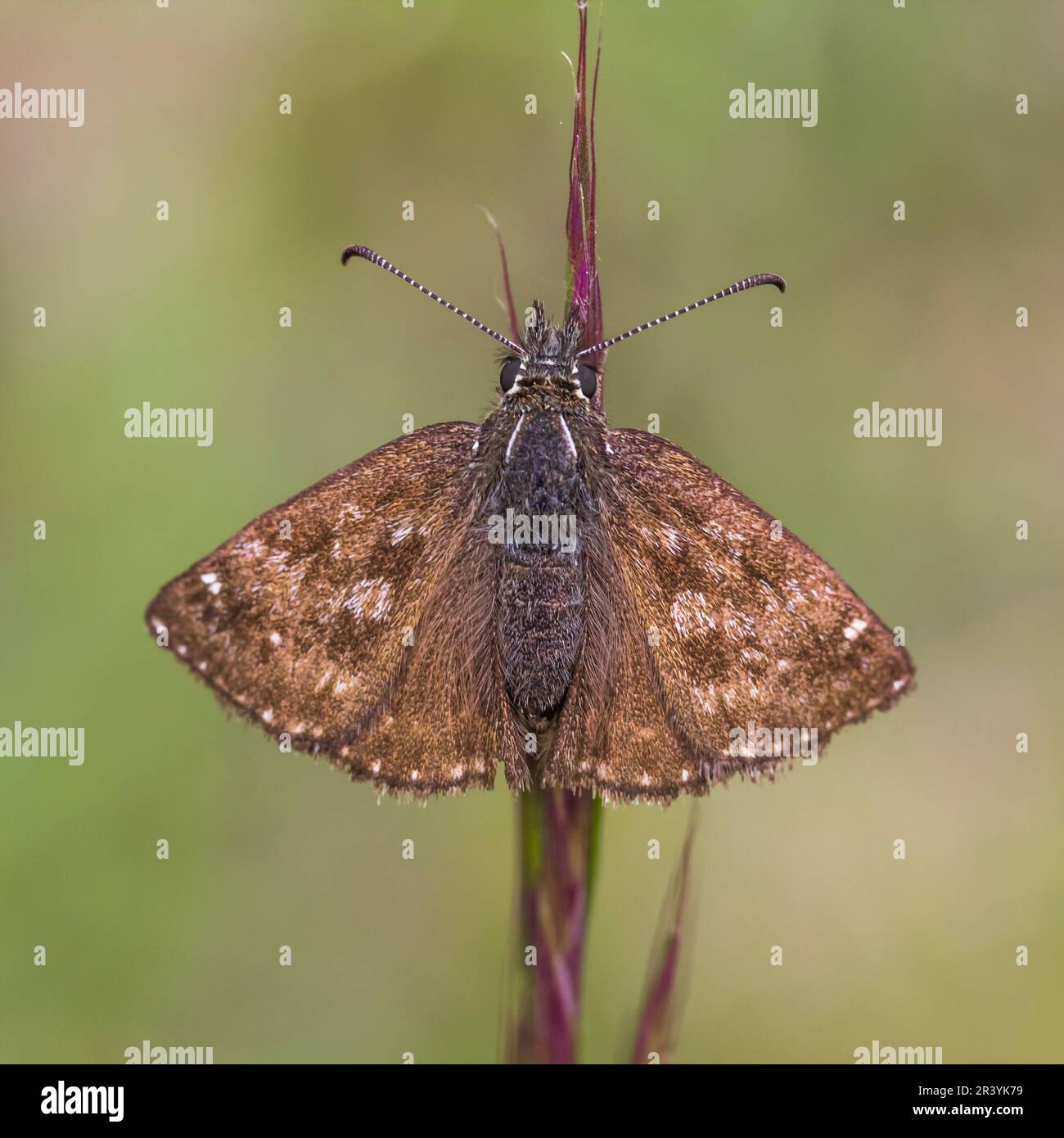 Erynnis tages, known as Dingy skipper Stock Photo - Alamy