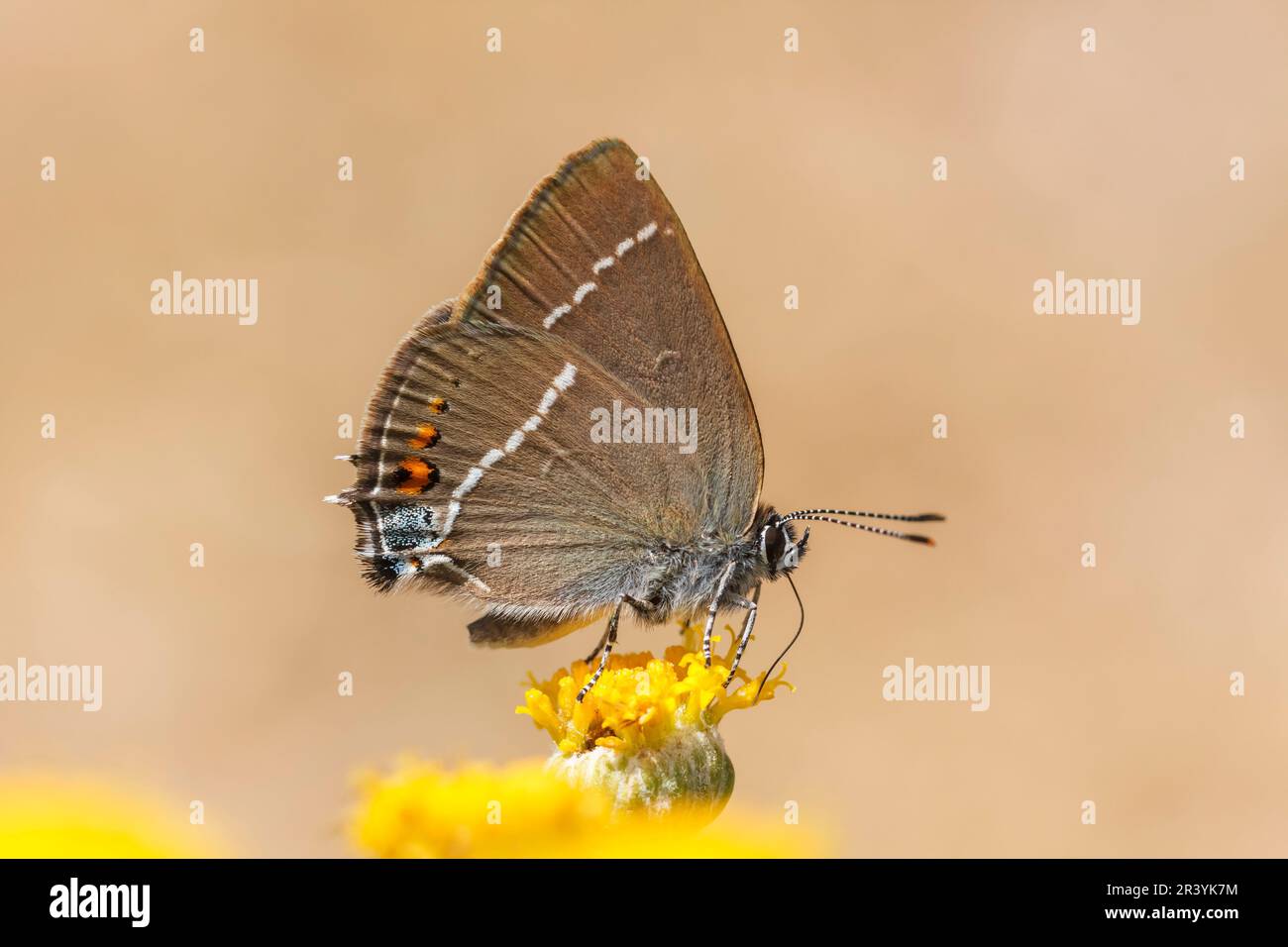 Blue spot hi-res stock photography and images - Alamy