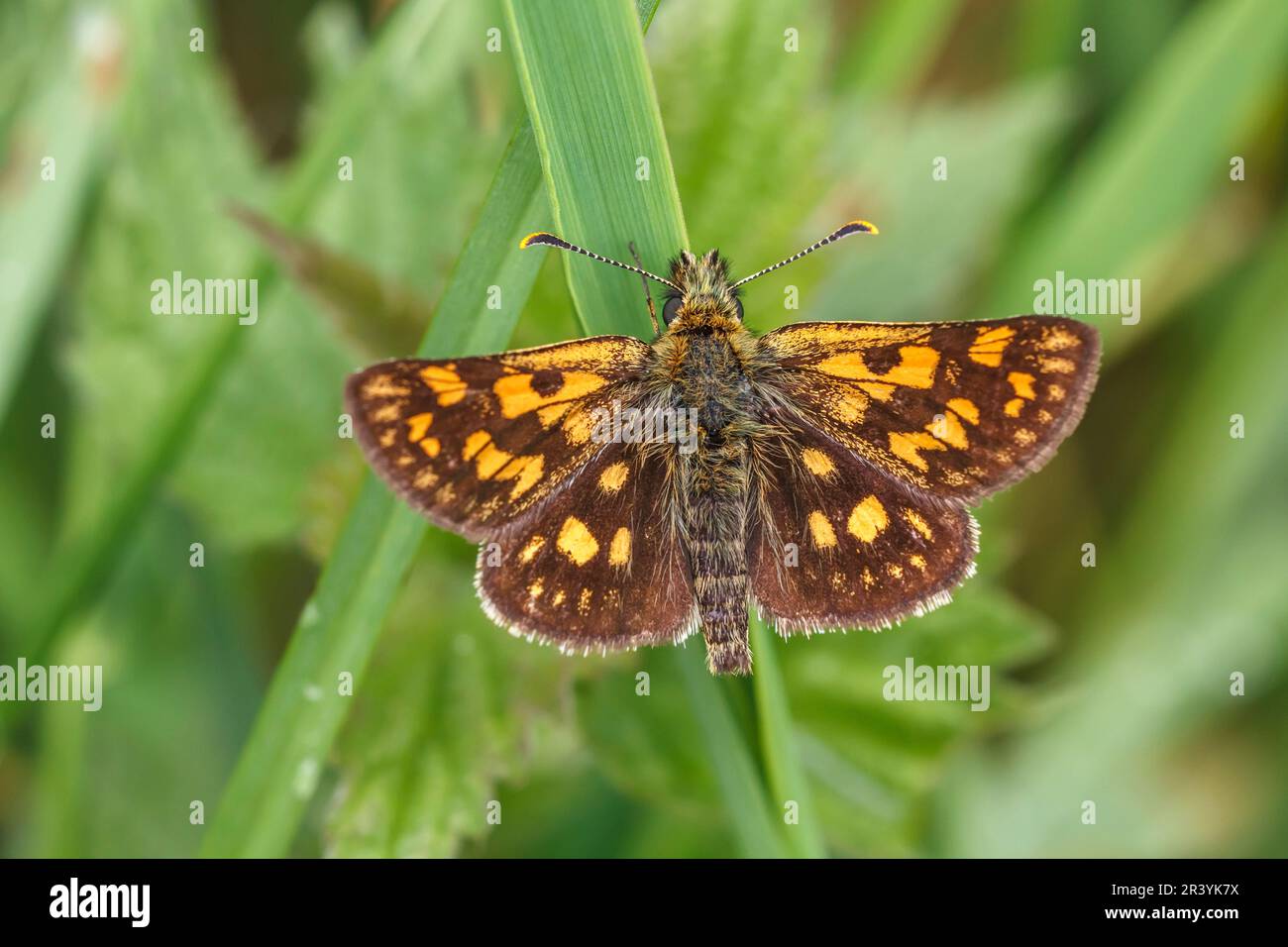 Carterocephalus palaemon, known as Chequered skipper butterfly Stock ...
