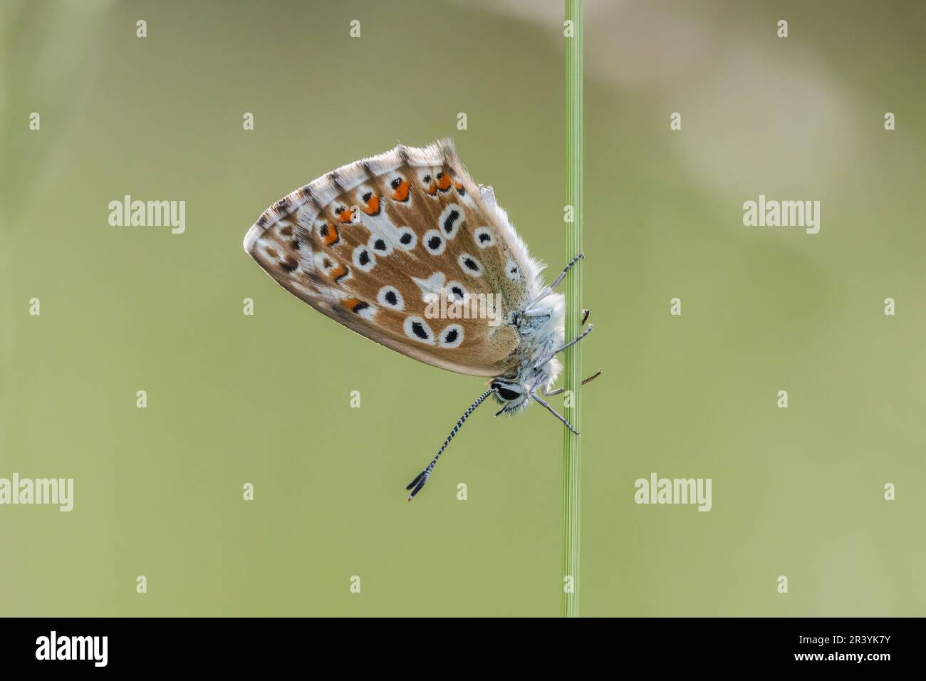 Lysandra coridon, Polyommatus coridon, (female butterfly), known as ...