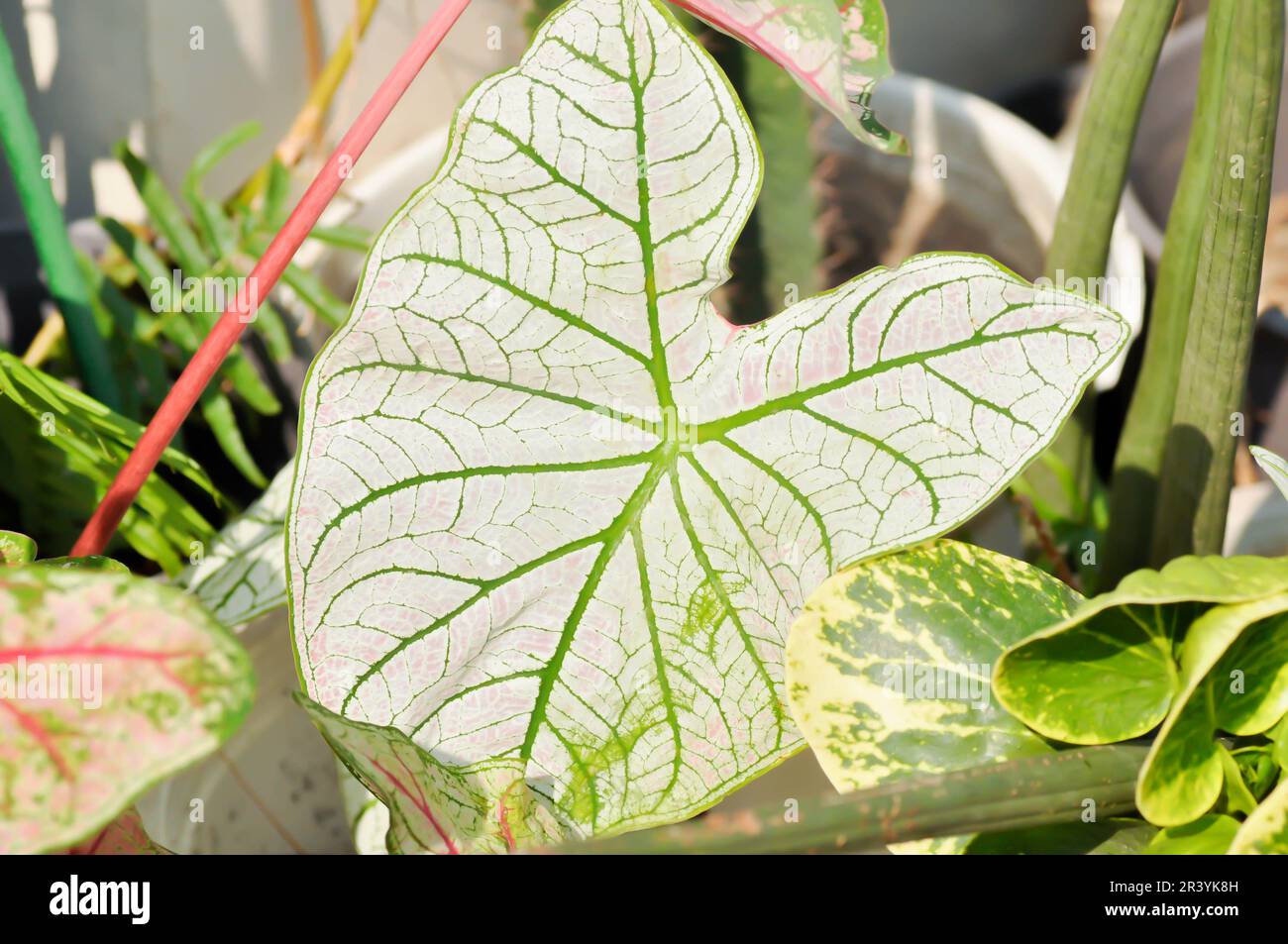 angel wing caladium or candidum ,Caladium bicolor or Araceae or white ...