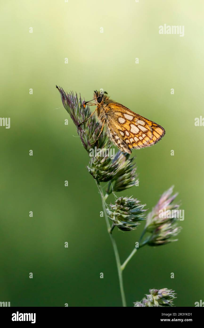 Carterocephalus palaemon, known as Chequered skipper butterfly Stock ...