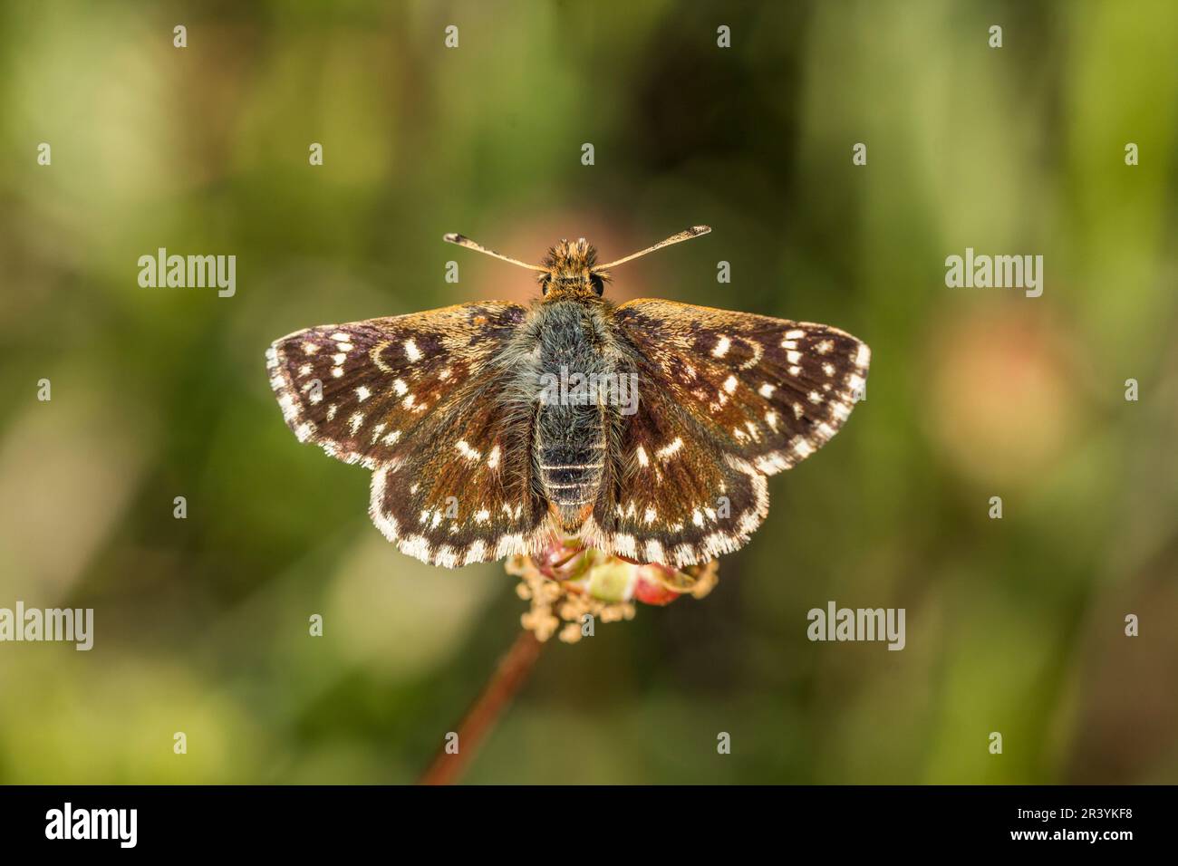 Spiala sertorius, known as Red-underwing skipper butterfly, Red ...