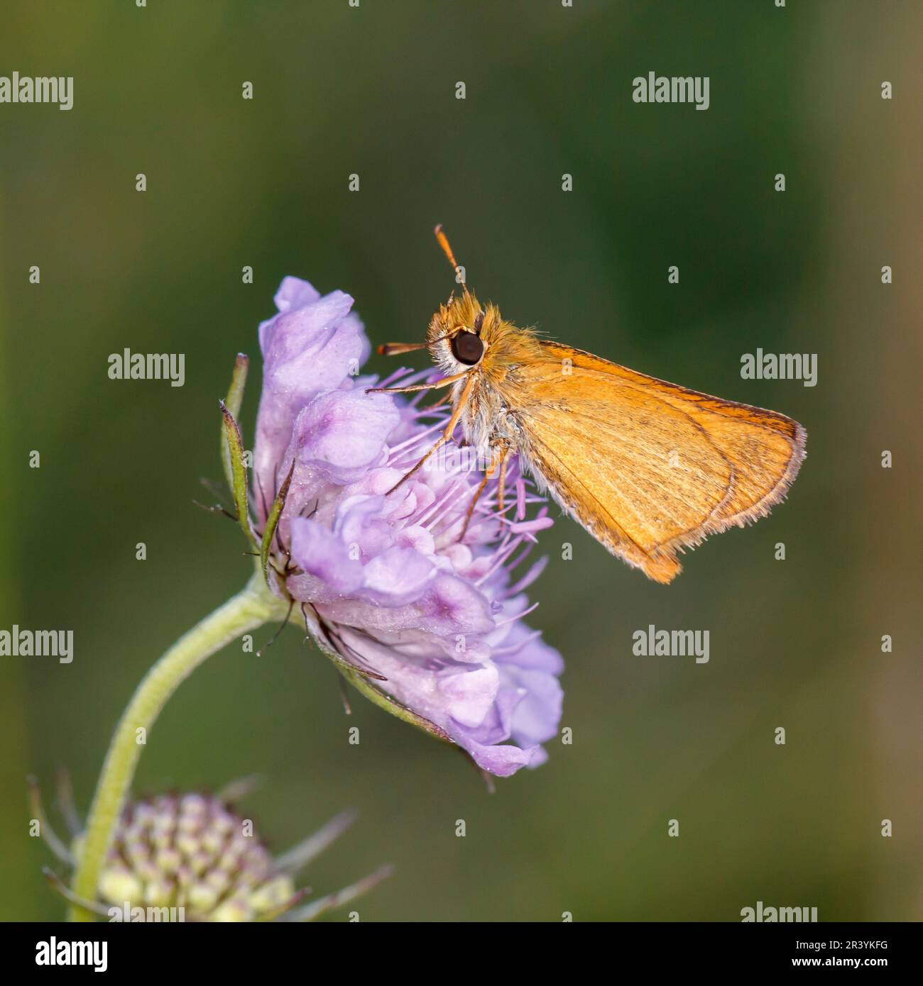 Thymelicus sylvestris, known as the Small skipper butterfly Stock Photo ...