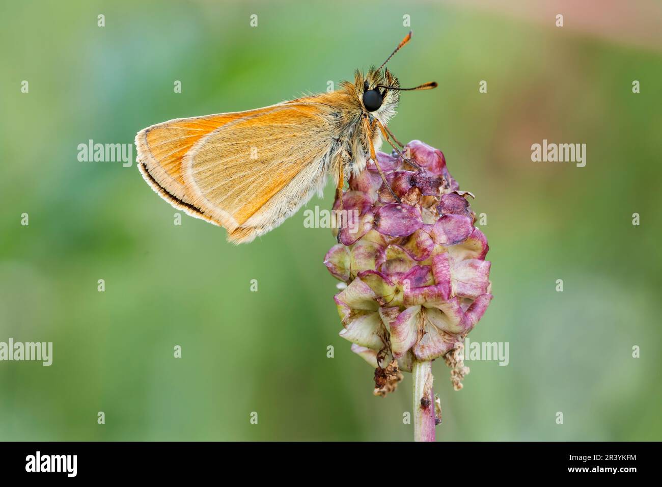 Thymelicus sylvestris, known as the Small skipper butterfly Stock Photo ...