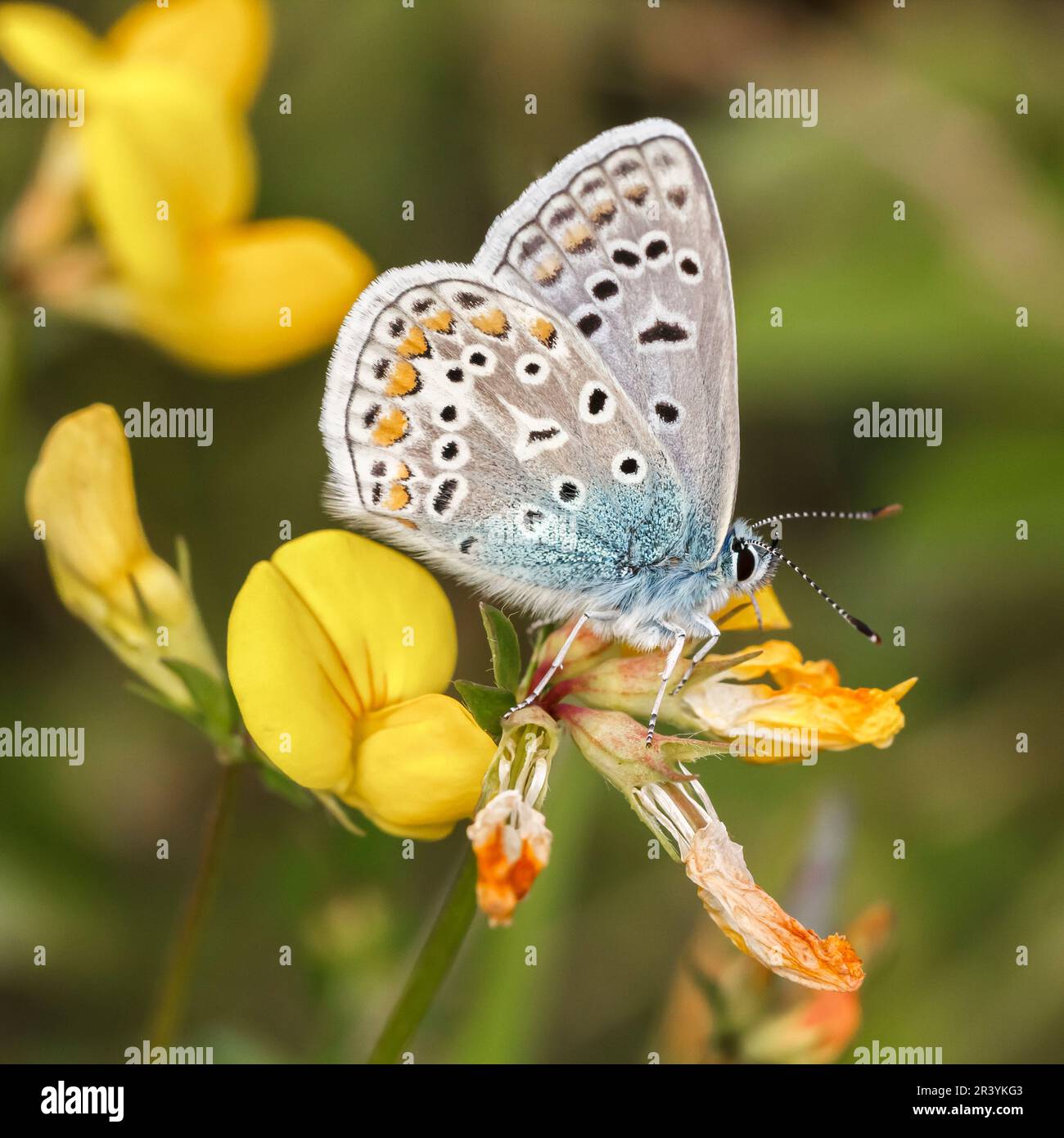 Polyommatus icarus (male butterfly) known as Common blue butterfly ...
