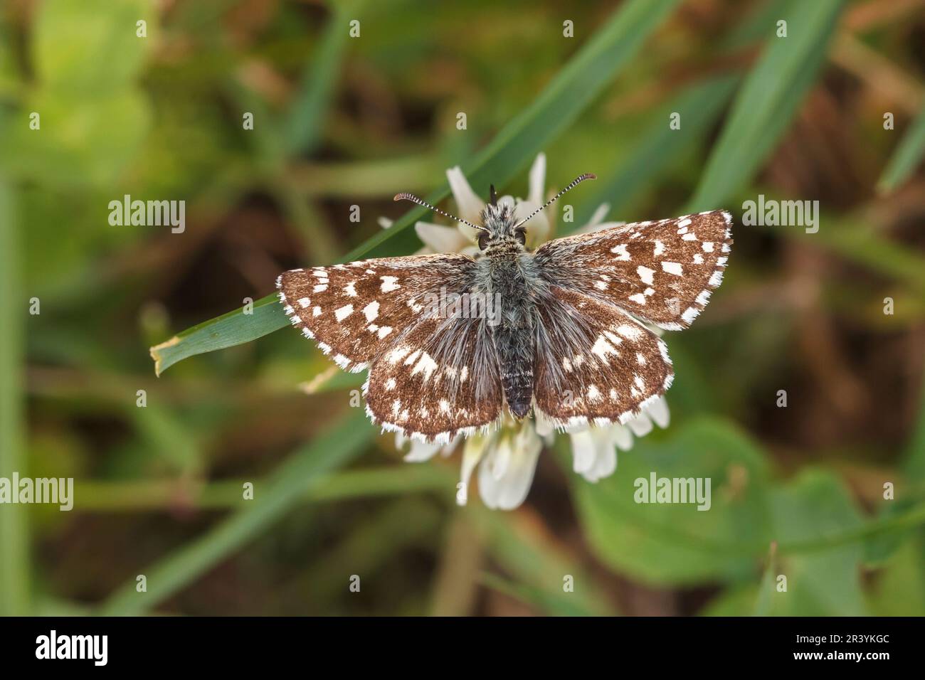 Pyrgus malvae, known as Grizzled skipper Stock Photo - Alamy