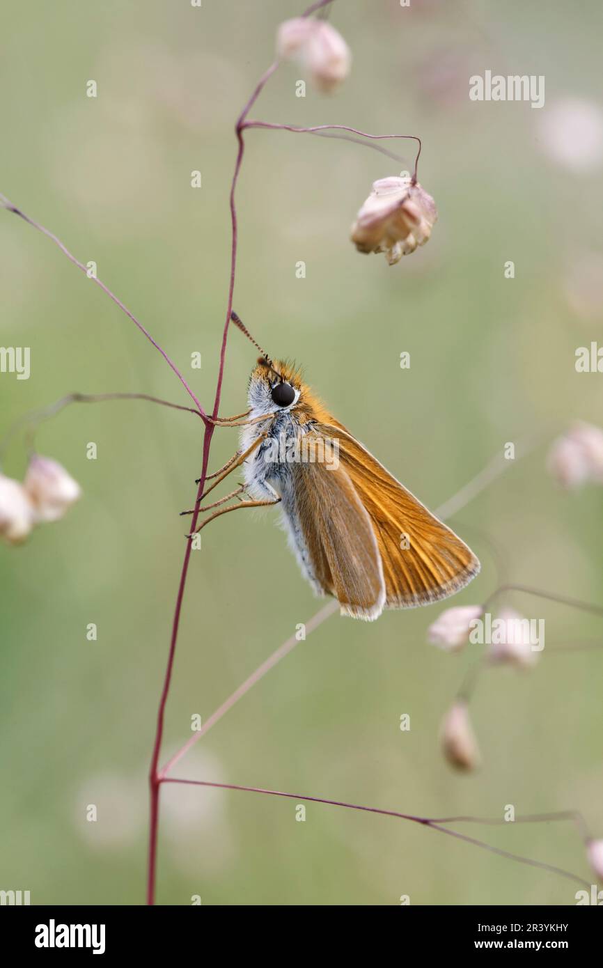 Thymelicus lineola, known as the Essex skipper Stock Photo - Alamy