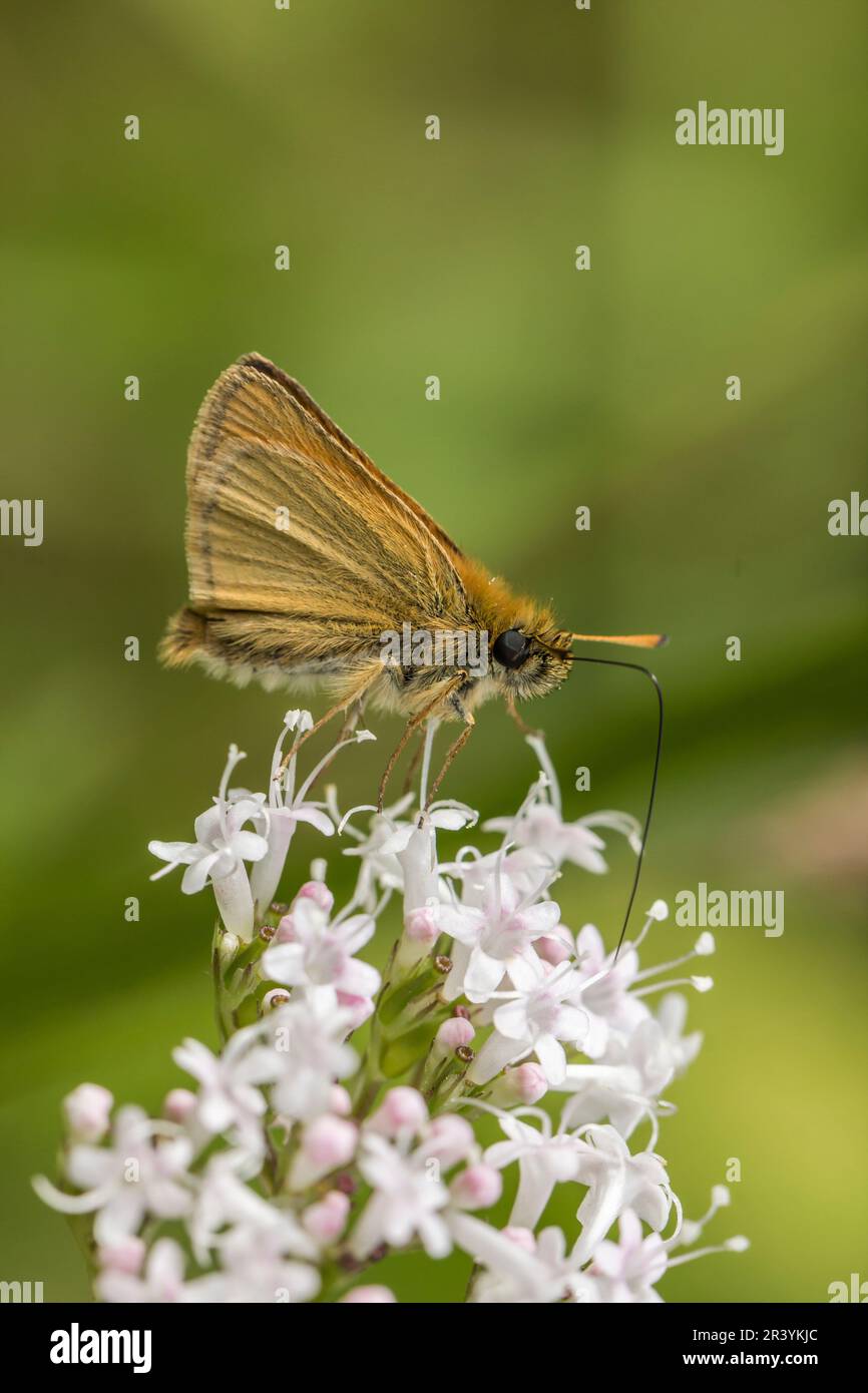 Thymelicus lineola, known as the Essex skipper Stock Photo - Alamy