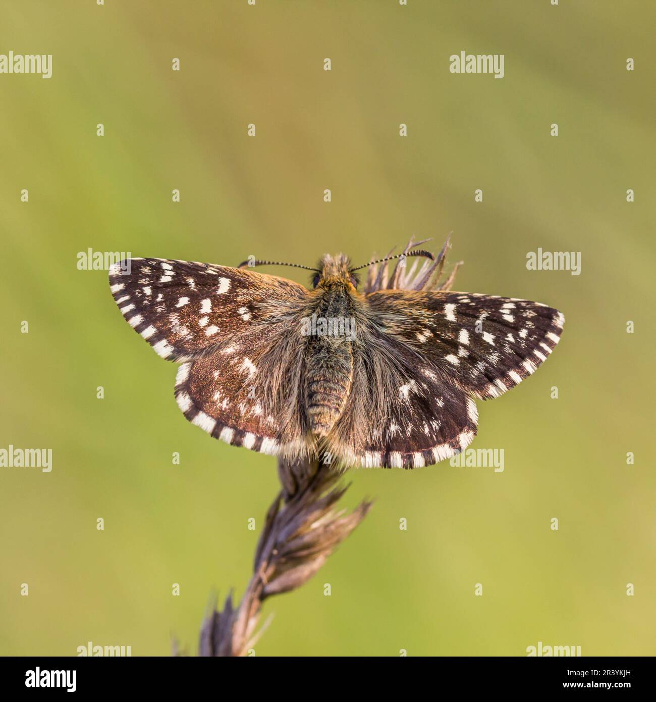 Pyrgus malvae, known as Grizzled skipper Stock Photo - Alamy