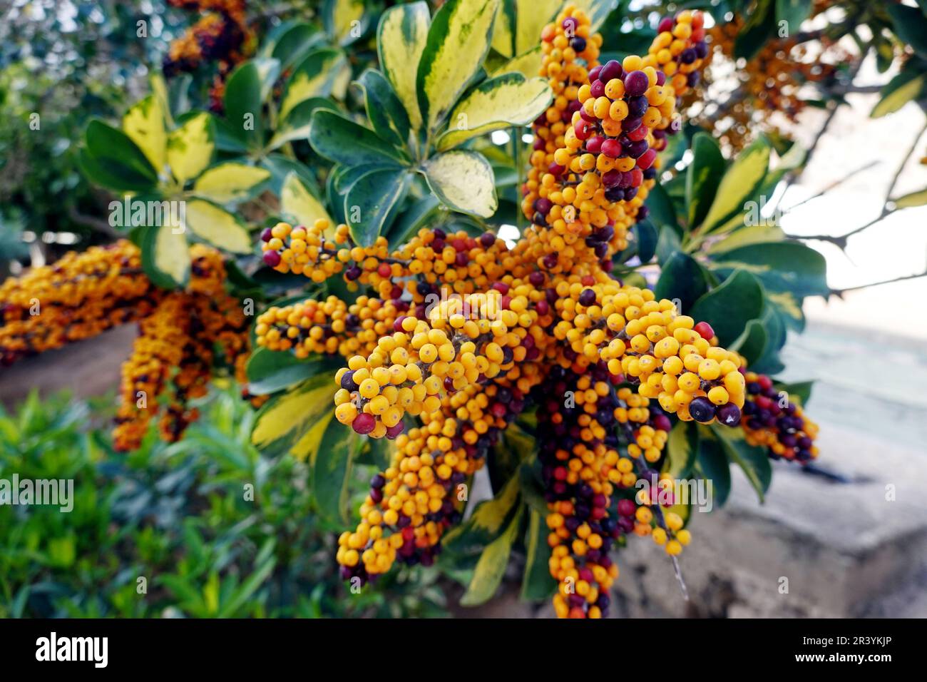 Small ray aralia - Schefflera arboricola, fruit stand Stock Photo - Alamy