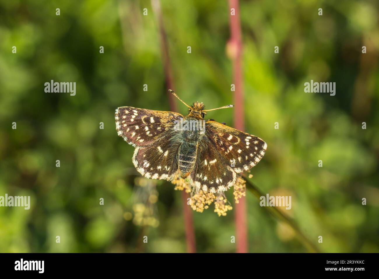Spiala sertorius, known as Red-underwing skipper butterfly, Red ...