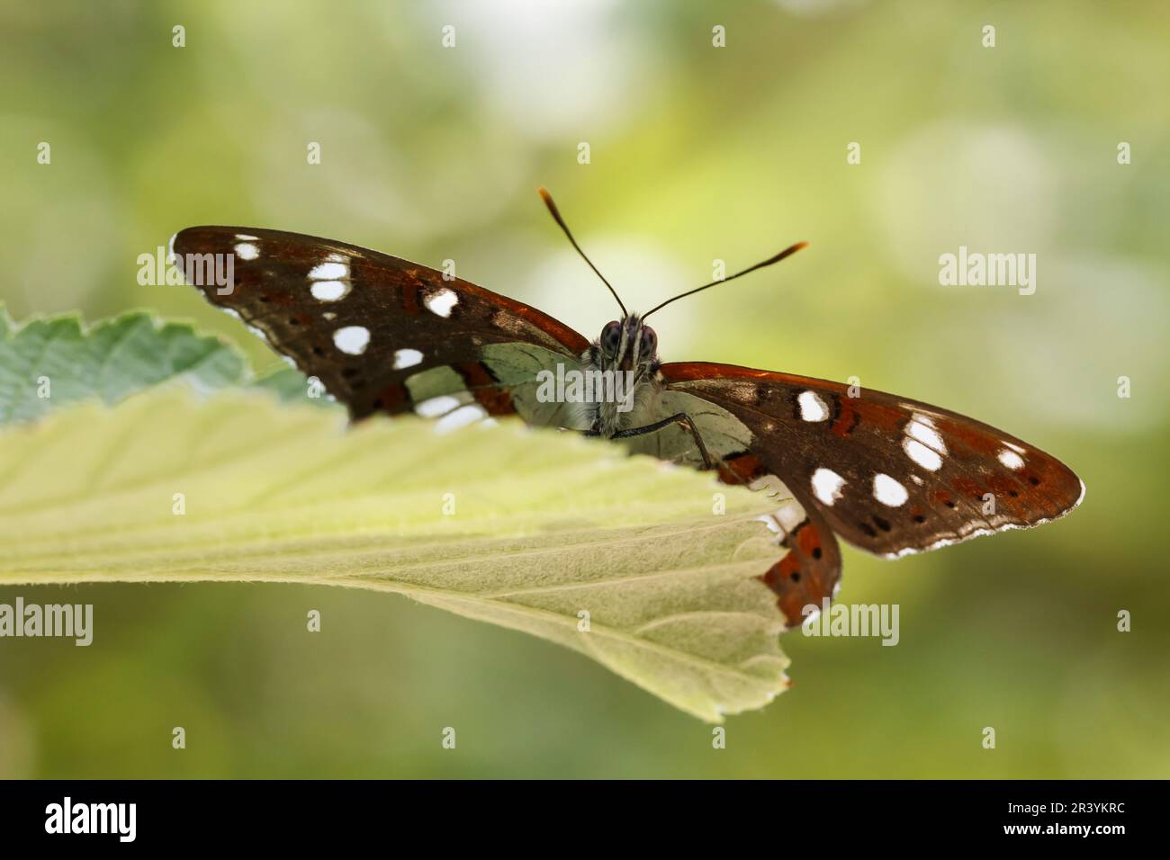 Limenitis reducta, known as the Southern white admiral butterfly Stock ...