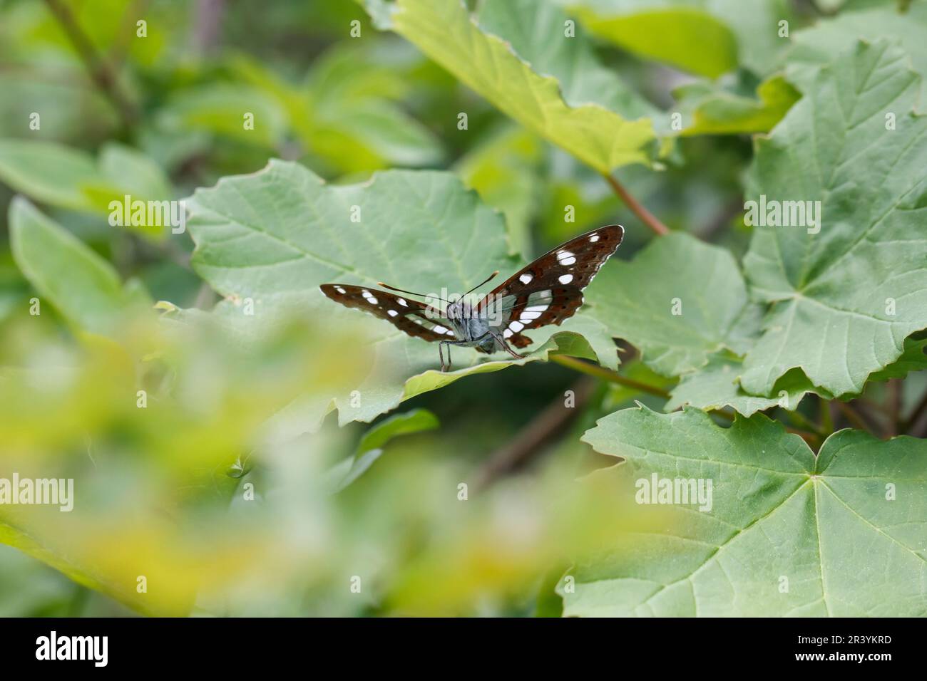 Limenitis reducta, known as the Southern white admiral butterfly Stock ...